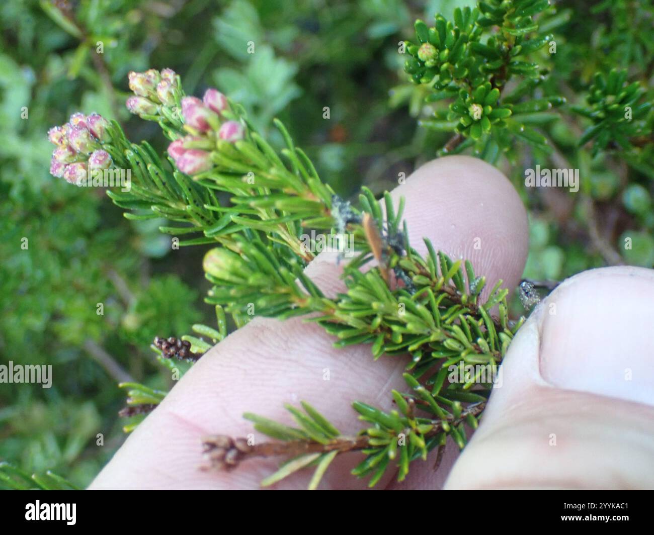 pink mountainheath (Phyllodoce empetriformis Stock Photo - Alamy
