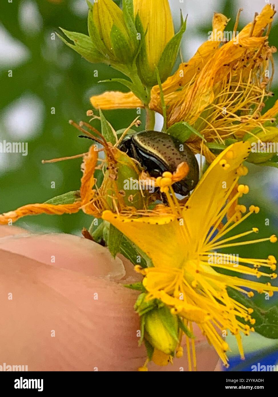 Saint johns wort beetle hi-res stock photography and images - Alamy