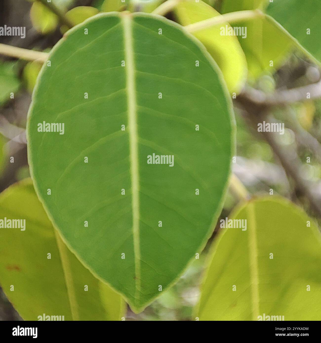 Manchineel (Hippomane mancinella Stock Photo - Alamy
