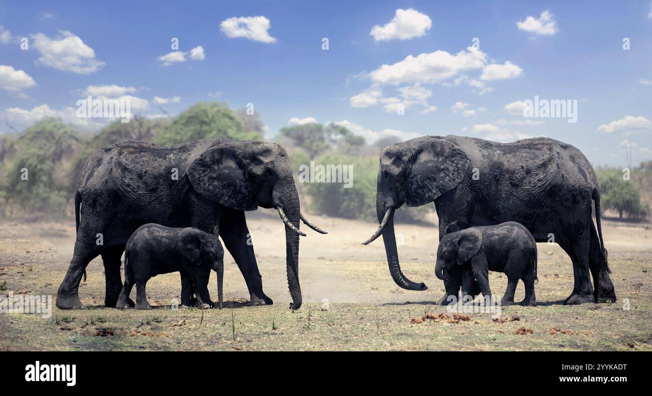 African elephants mothers and kids in Chobe National Park in Botswana ...