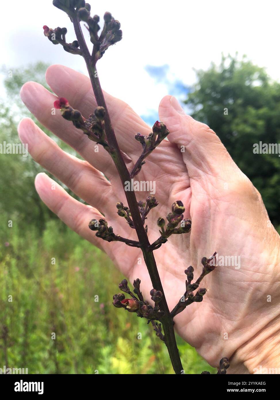 Water Figwort (Scrophularia auriculata Stock Photo - Alamy