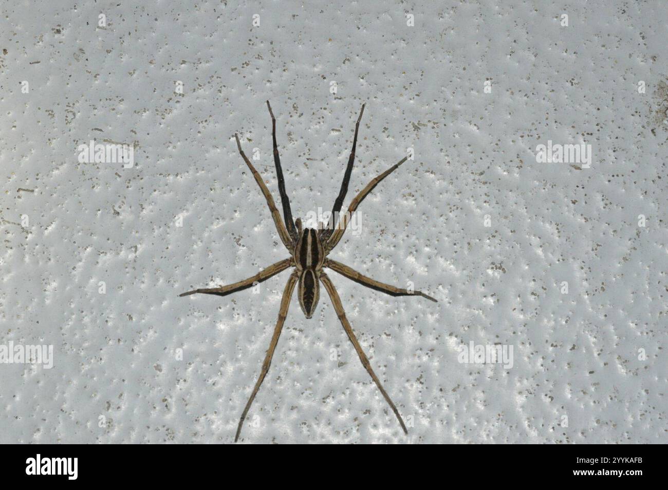 Rabid Wolf Spider (Rabidosa rabida Stock Photo - Alamy