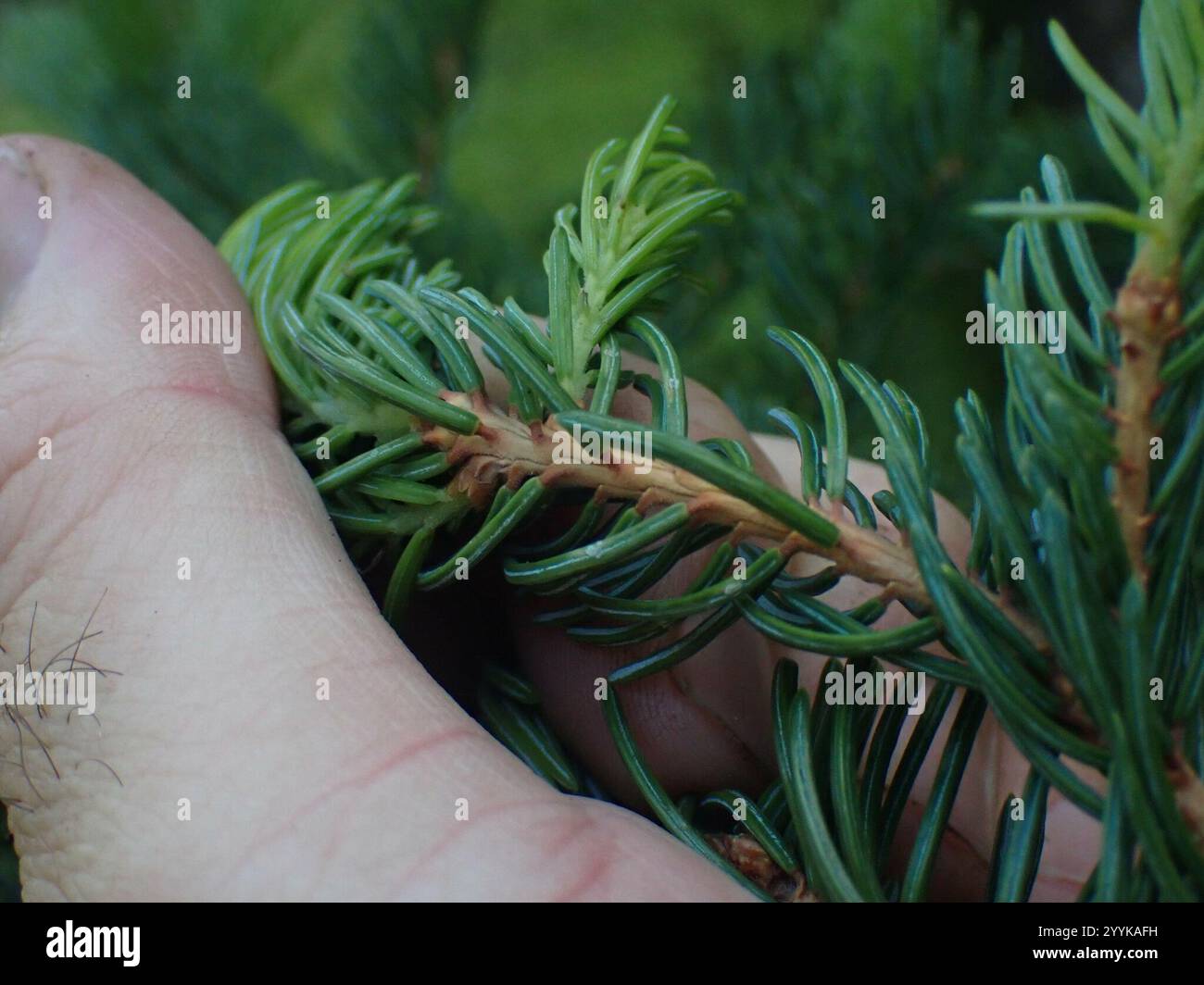 Engelmann spruce (Picea engelmannii Stock Photo - Alamy
