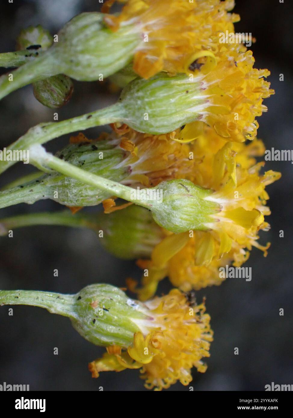 woolly groundsel (Packera cana Stock Photo - Alamy