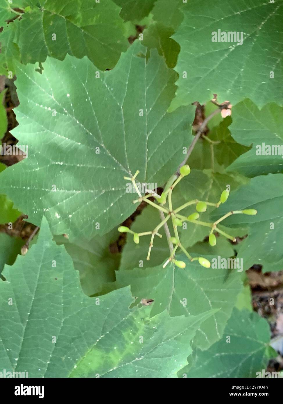 mapleleaf viburnum (Viburnum acerifolium Stock Photo - Alamy