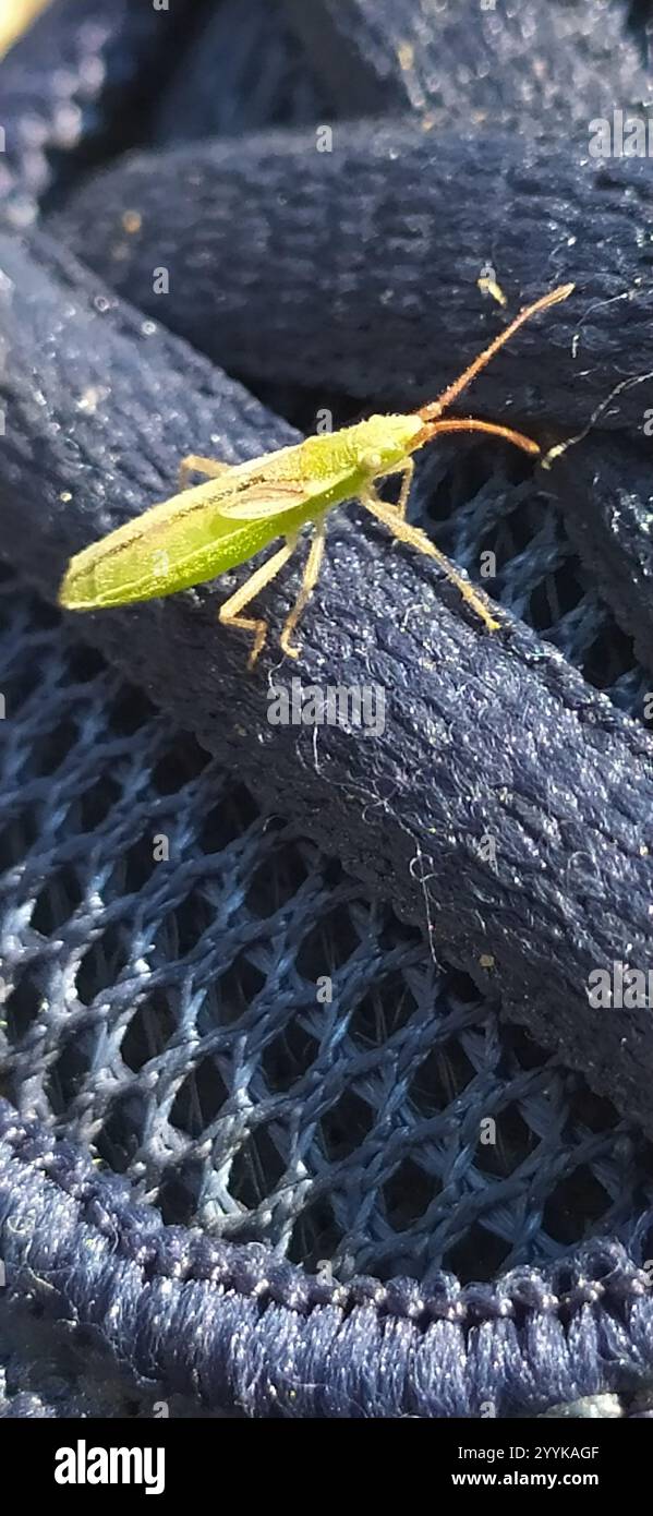 short-winged rhopalid (Myrmus miriformis Stock Photo - Alamy