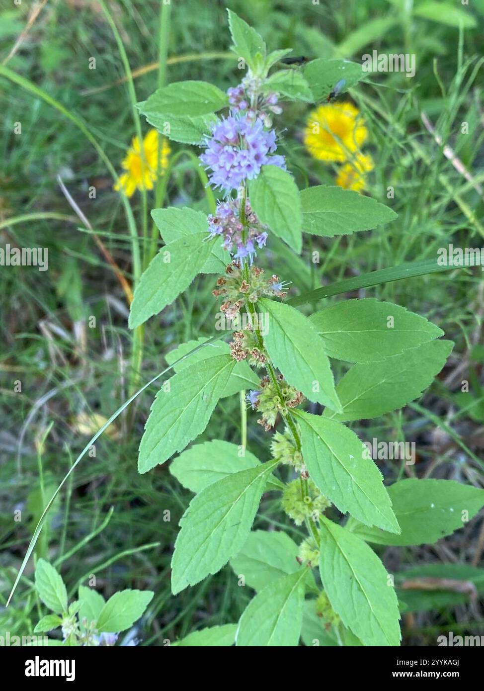 corn mint (Mentha arvensis Stock Photo - Alamy