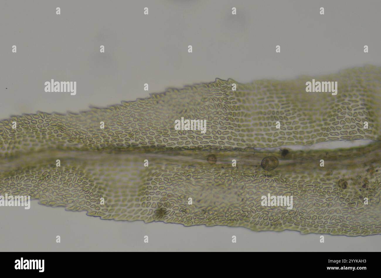 Bog Broom Moss (Dicranum undulatum Stock Photo - Alamy