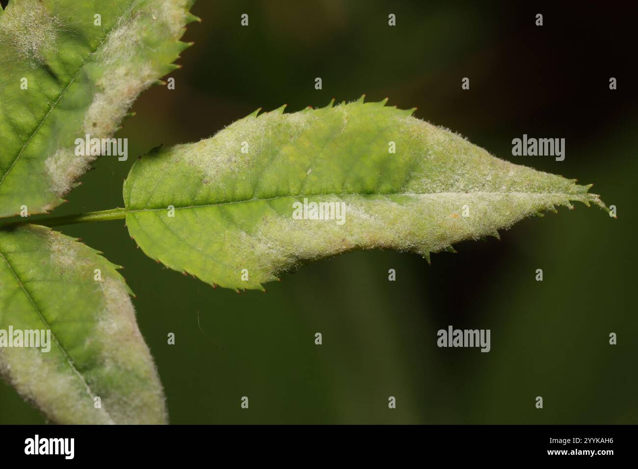 Rose Powdery Mildew (Podosphaera pannosa Stock Photo - Alamy