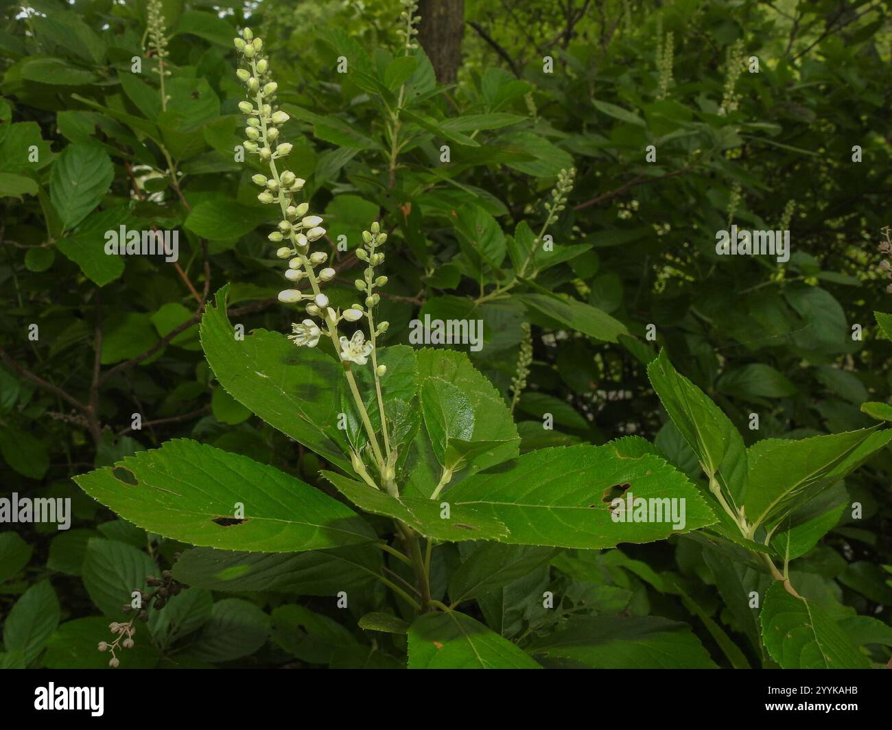 Sweet Pepperbush (Clethra alnifolia Stock Photo - Alamy