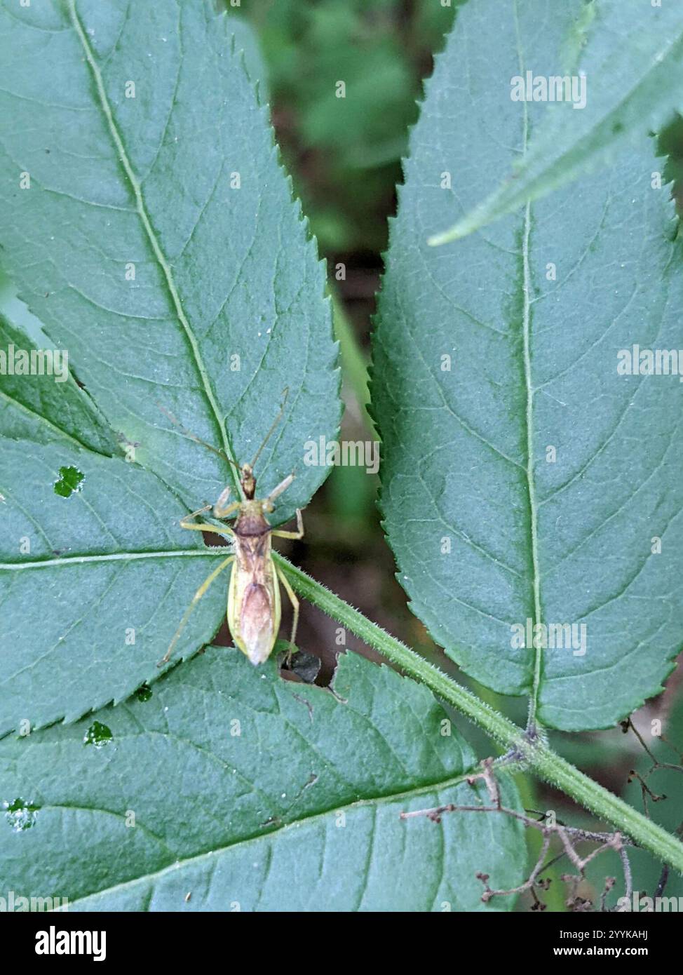 Pale Green Assassin Bug (Zelus luridus Stock Photo - Alamy