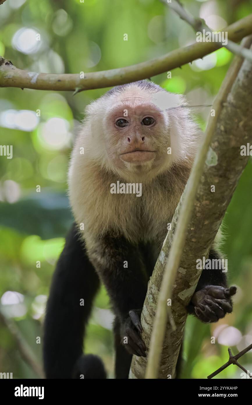 Capuchin monkey habitat hi-res stock photography and images - Alamy
