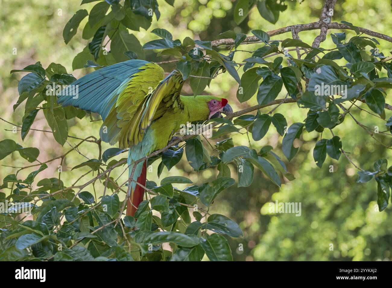 Great green macaw (Ara ambiguus) Costa Rica Stock Photo - Alamy