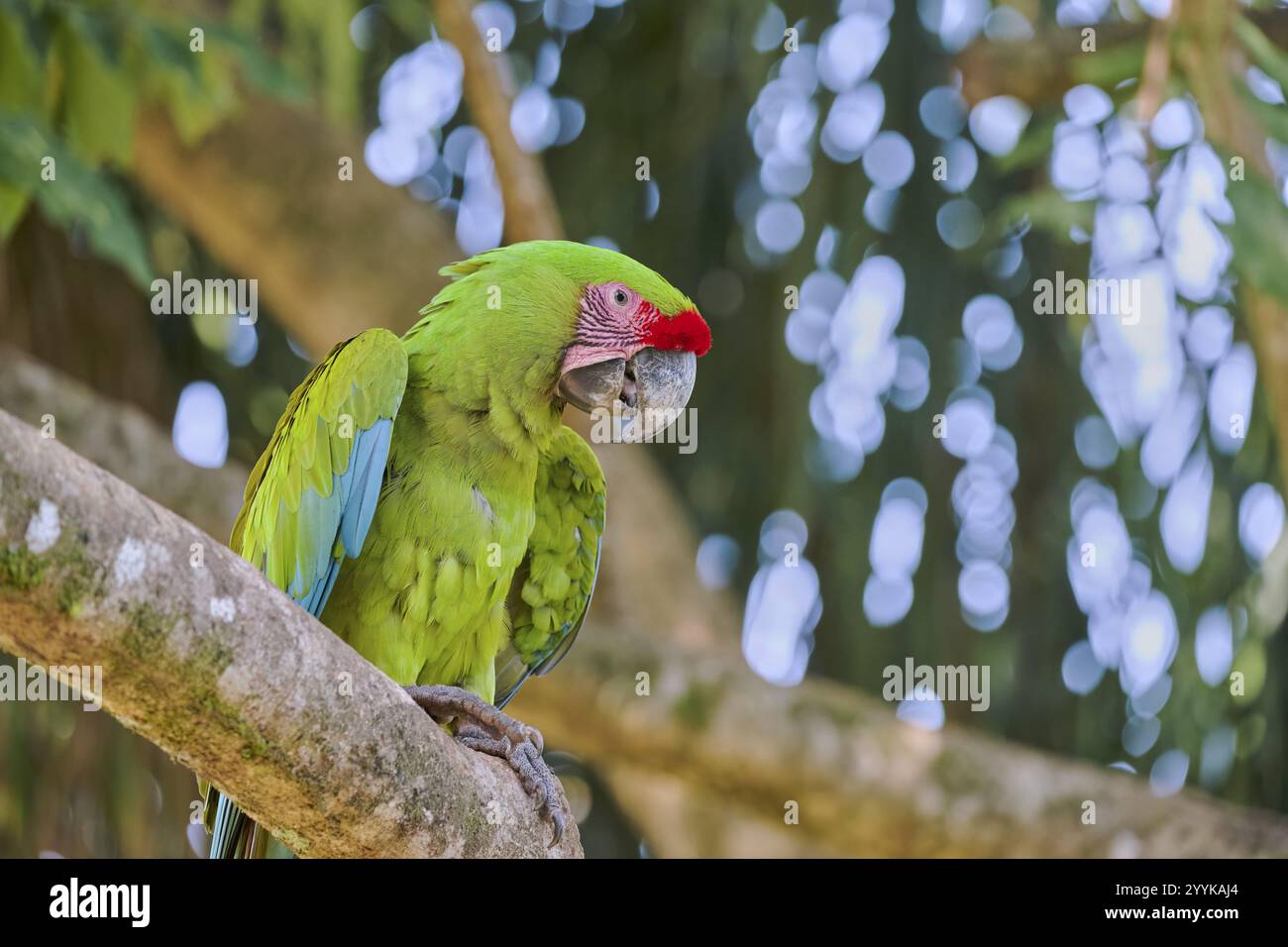 Great green macaw (Ara ambiguus) Costa Rica Stock Photo - Alamy