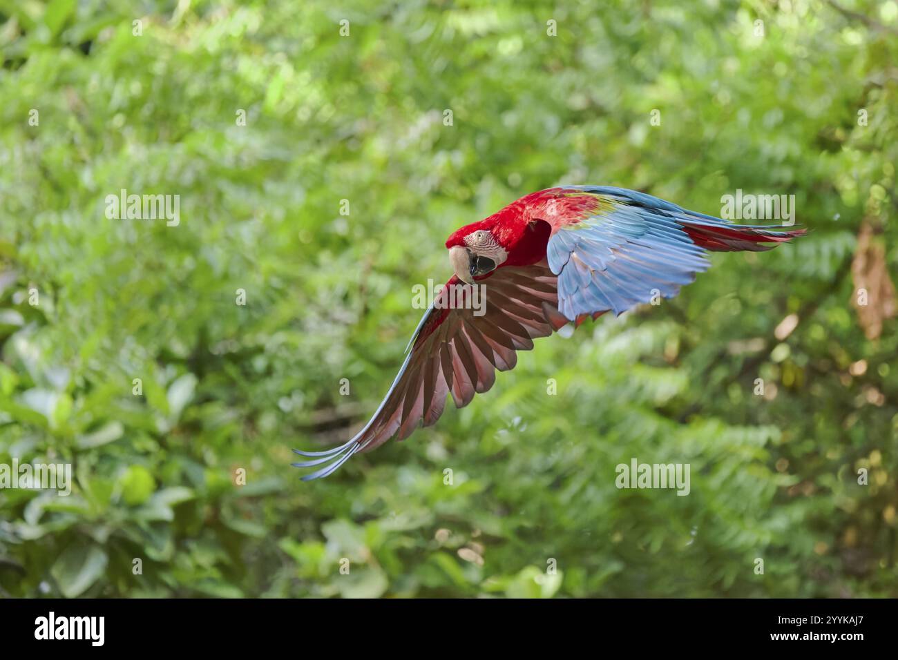 Scarlet Macaw in flight (Ara macao) Colombia Stock Photo - Alamy