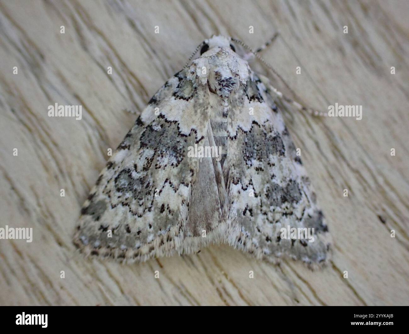 Marbled Beauty (Bryophila domestica Stock Photo - Alamy