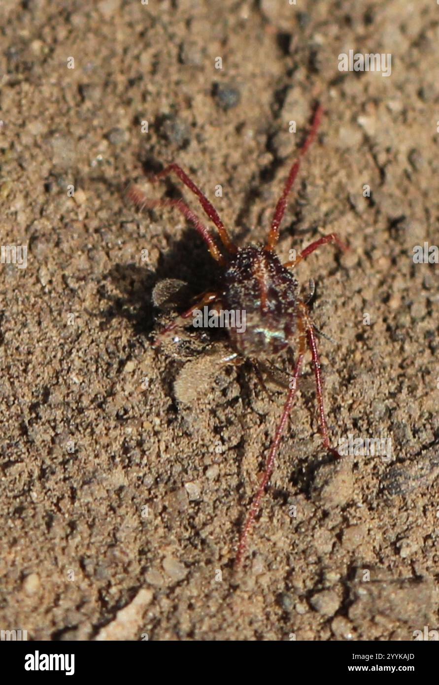 Trombidiform hi-res stock photography and images - Alamy