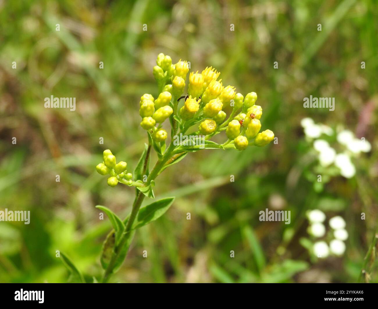 stiff-leaved goldenrod (Solidago rigida Stock Photo - Alamy