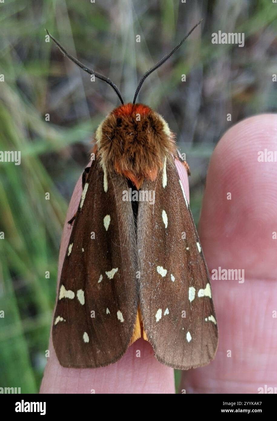 St. Lawrence Tiger Moth (Arctia parthenos Stock Photo - Alamy
