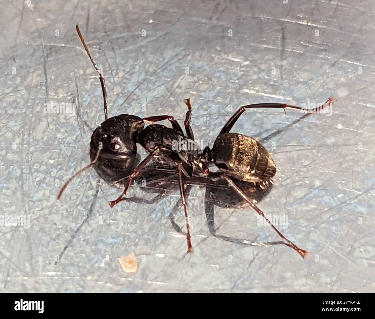 Eastern Black Carpenter Ant (Camponotus pennsylvanicus Stock Photo - Alamy