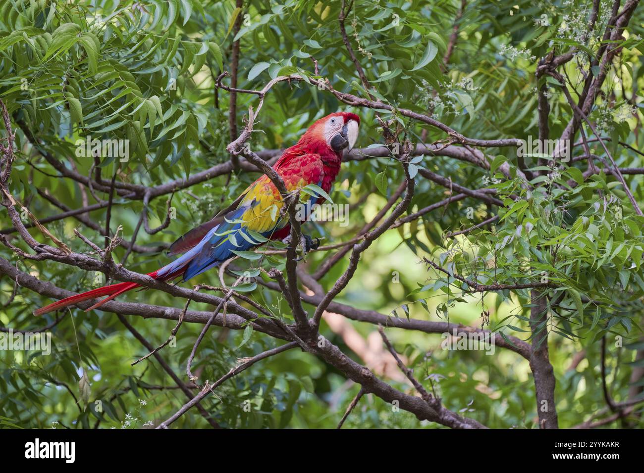 Scarlet Macaw (Ara macao) Colombia Stock Photo - Alamy