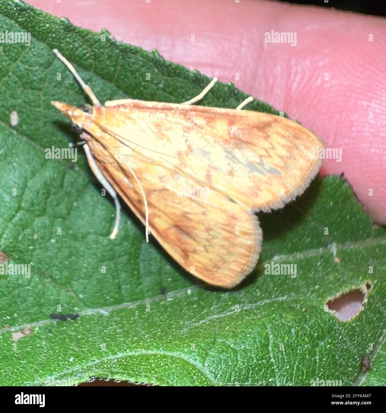 American Lotus Borer Moth (Ostrinia penitalis Stock Photo - Alamy