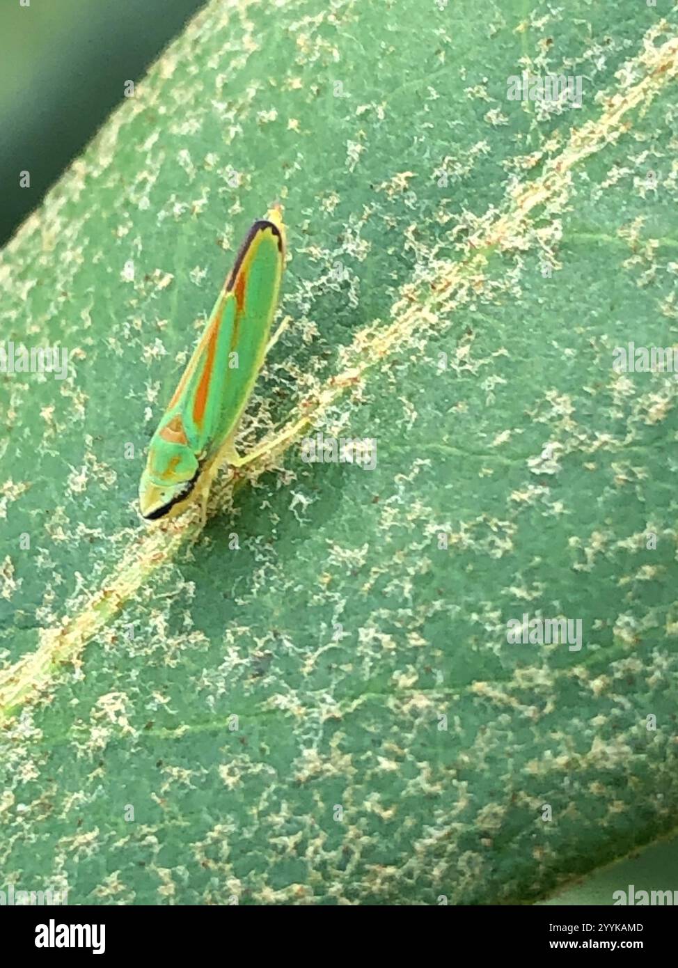 Rhododendron Leafhopper (Graphocephala fennahi Stock Photo - Alamy