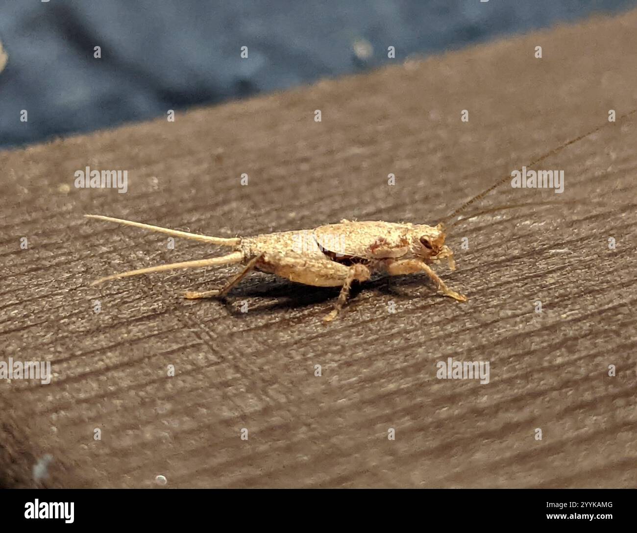 Common Scaly Crickets (Cycloptilum Stock Photo - Alamy