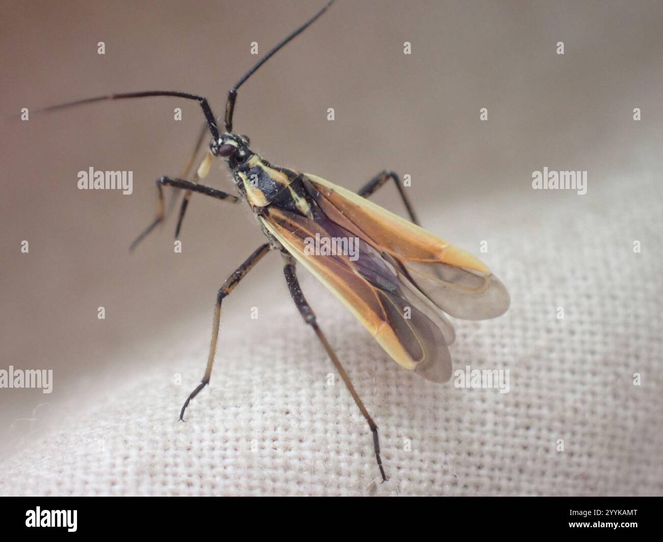 Meadow Plant Bug (Leptopterna dolabrata Stock Photo - Alamy
