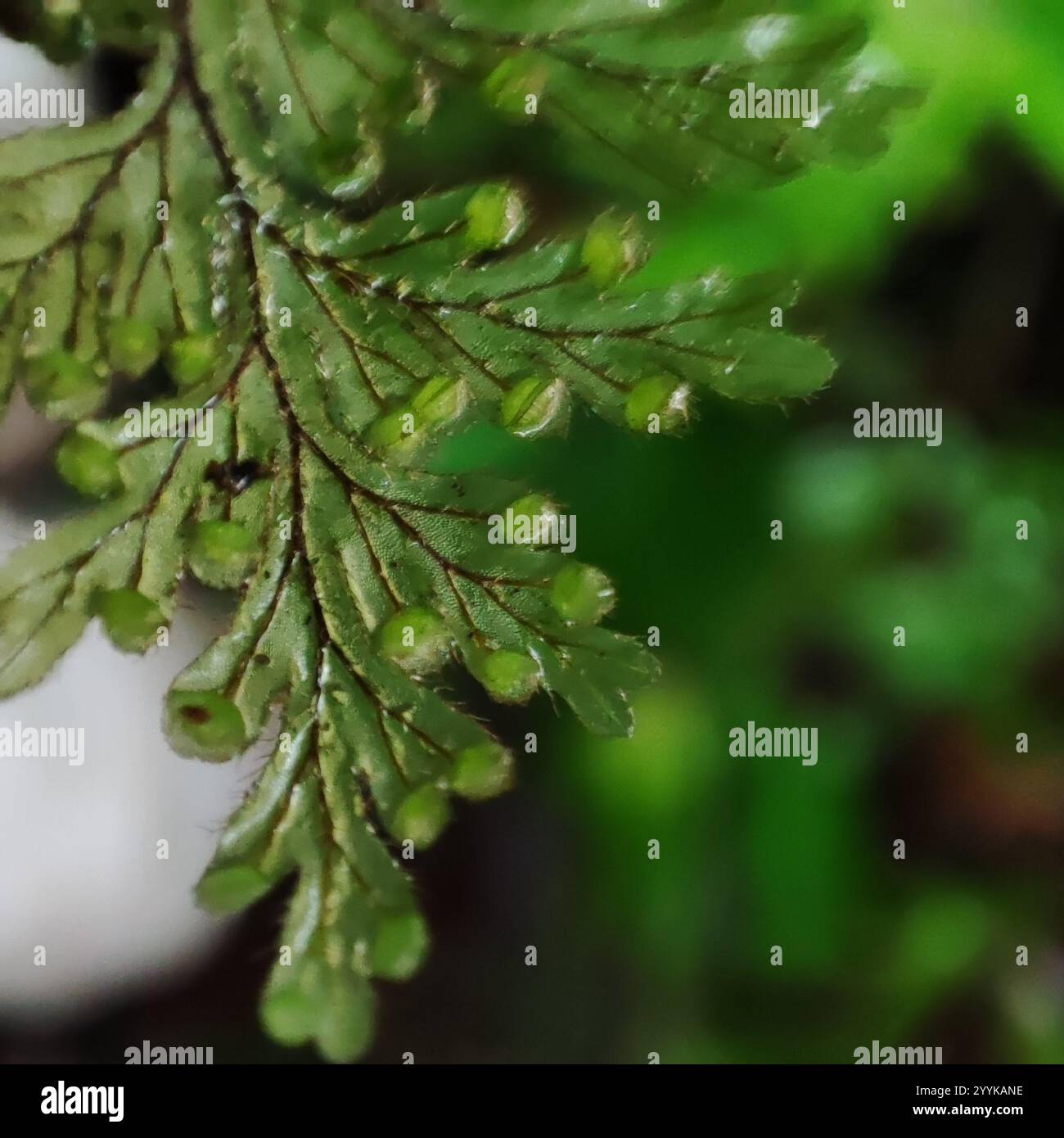 filmy ferns (Hymenophyllum Stock Photo - Alamy