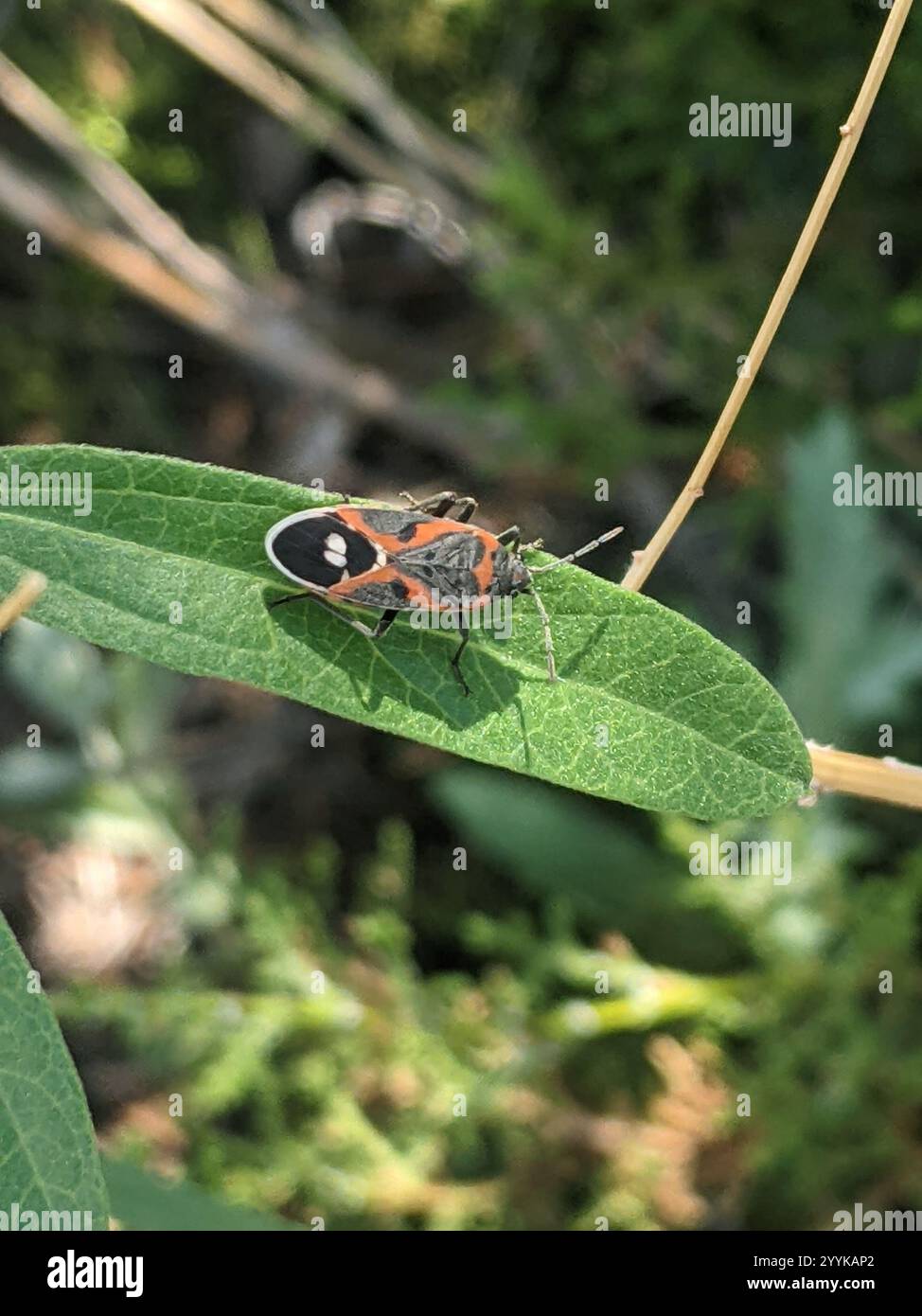 Small Milkweed Bug (Lygaeus kalmii Stock Photo - Alamy