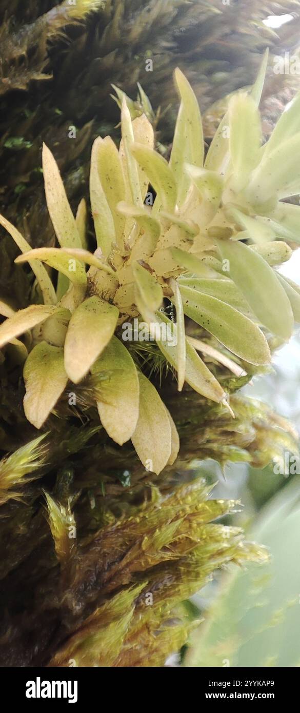 tropical firmosses (Phlegmariurus Stock Photo - Alamy