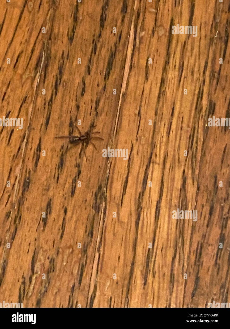 Eastern Parson Spider (Herpyllus ecclesiasticus Stock Photo - Alamy