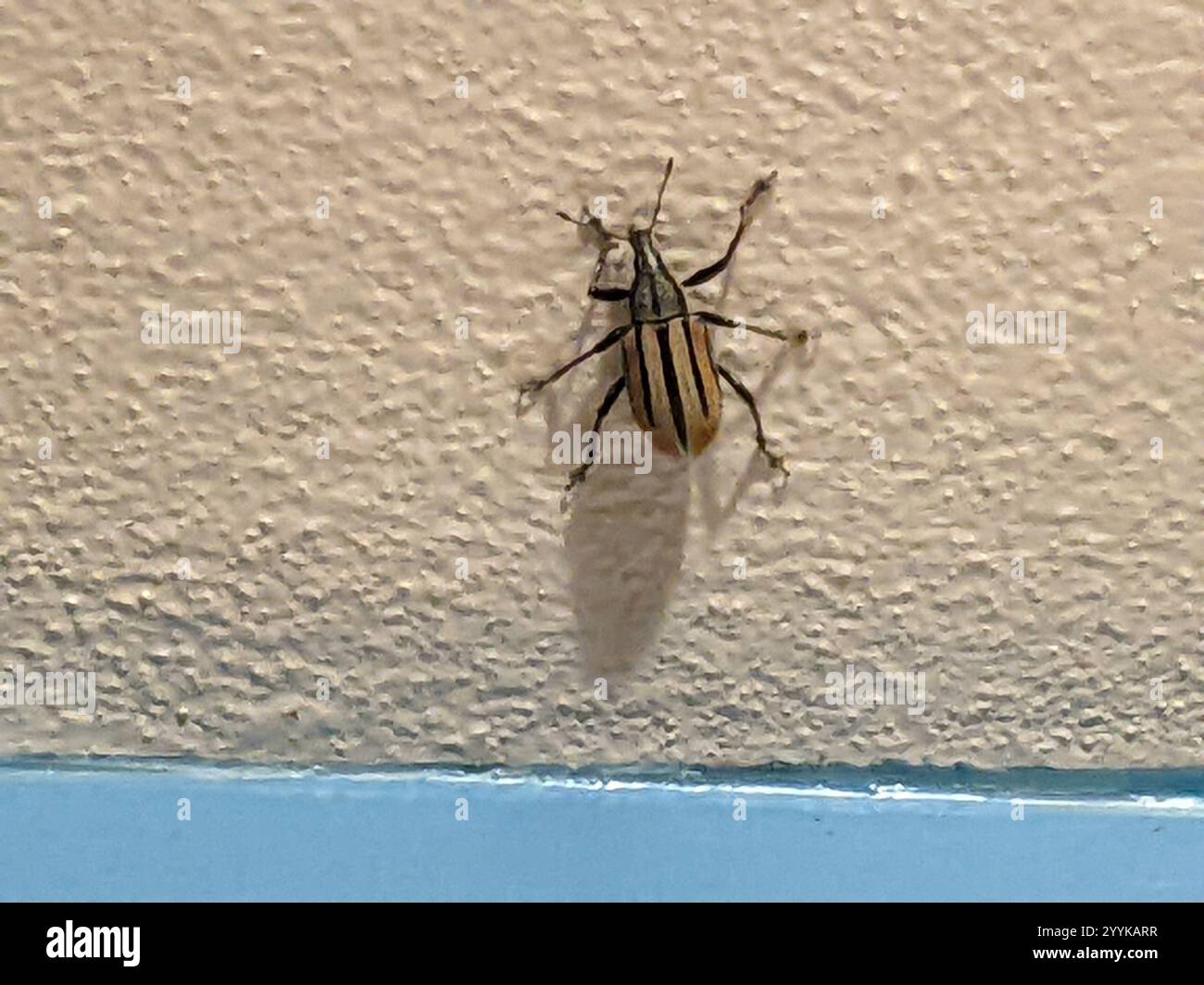 Diaprepes Root Weevil (Diaprepes abbreviatus Stock Photo - Alamy