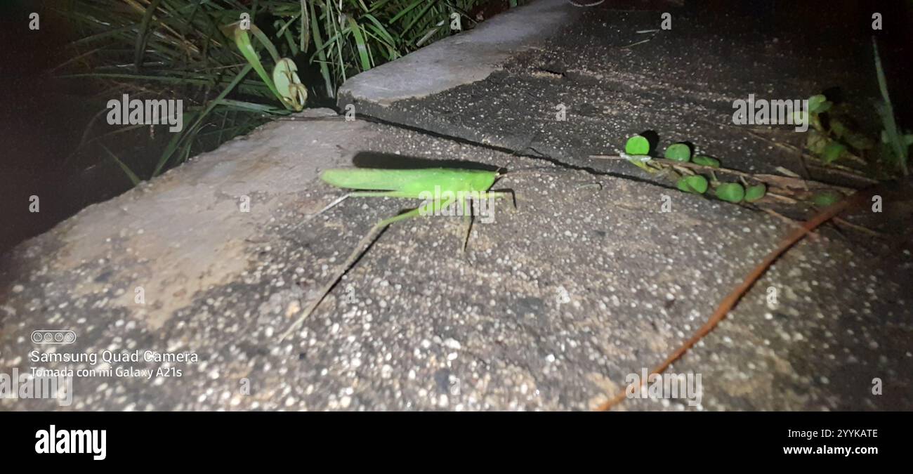 Common Coneheads (Neoconocephalus Stock Photo - Alamy