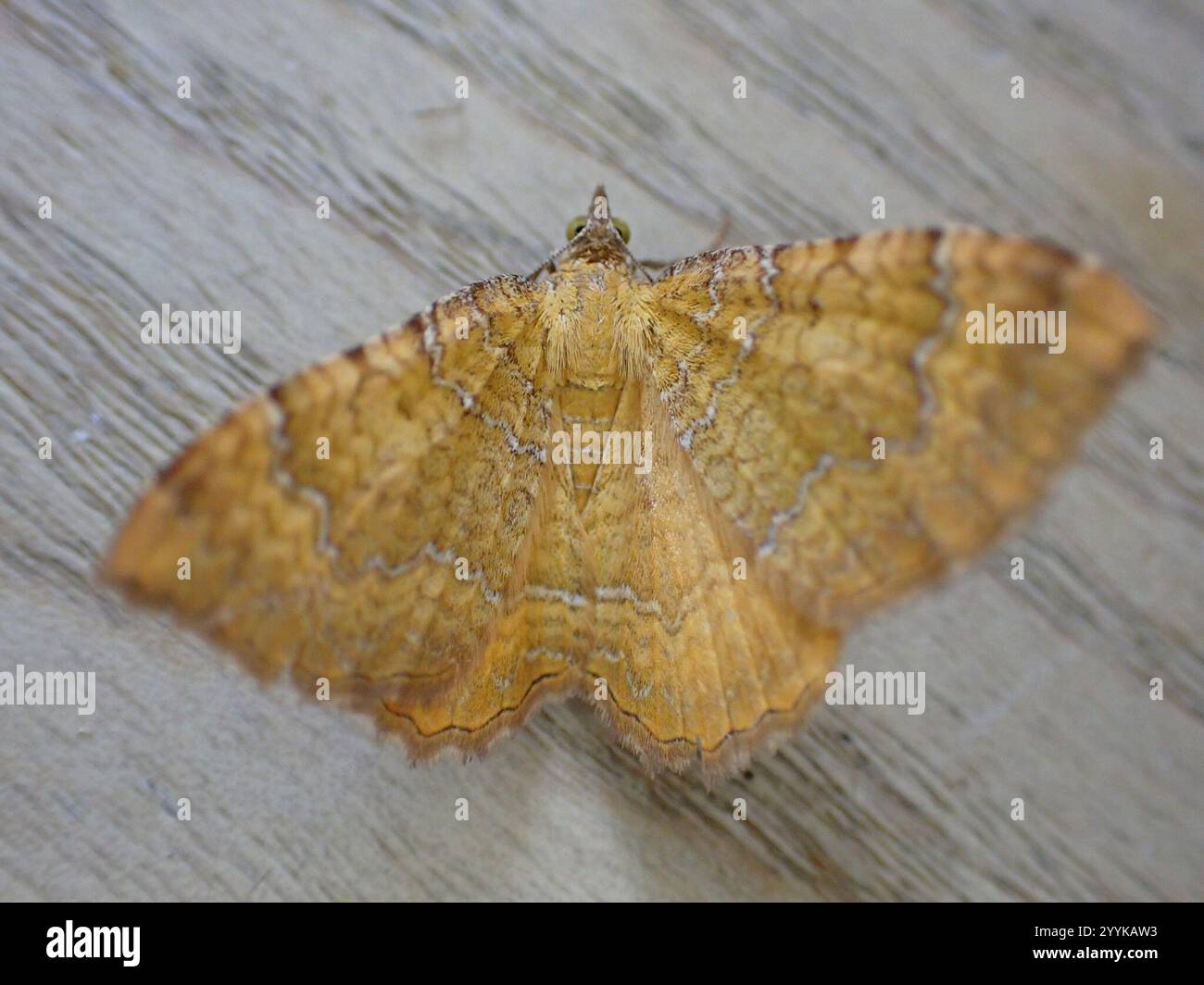 Yellow Shell Moth (Camptogramma bilineata Stock Photo - Alamy