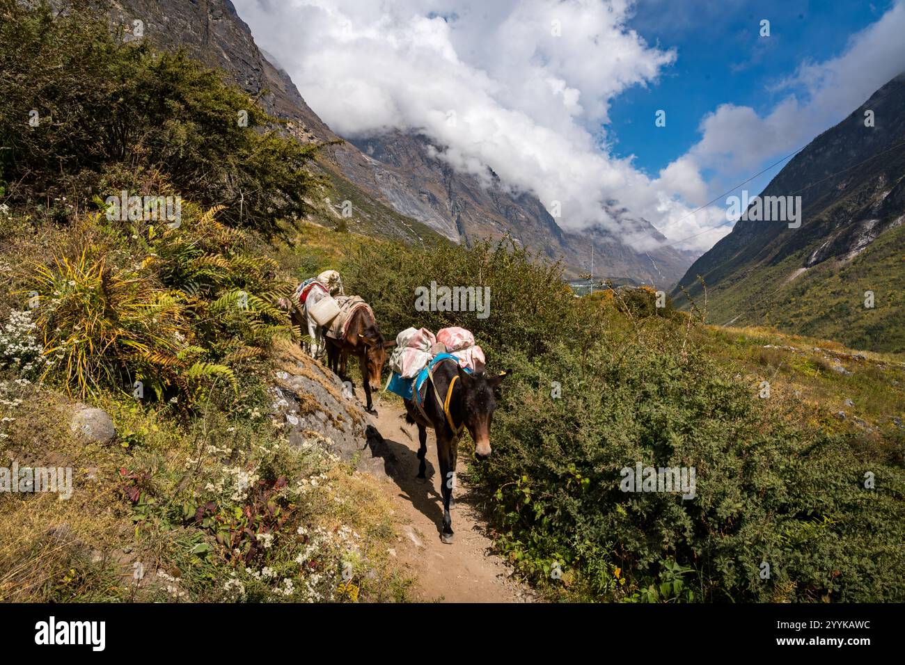 Trekking the trails of Langtang Circuit of Himalayas in Ghoda Tabela ...
