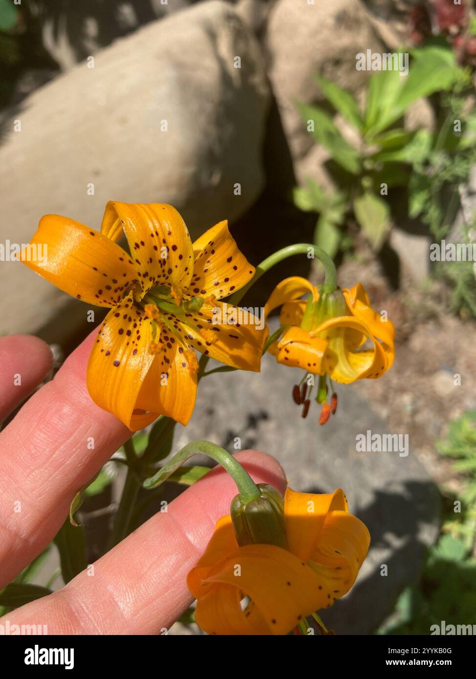 Columbia lily (Lilium columbianum Stock Photo - Alamy