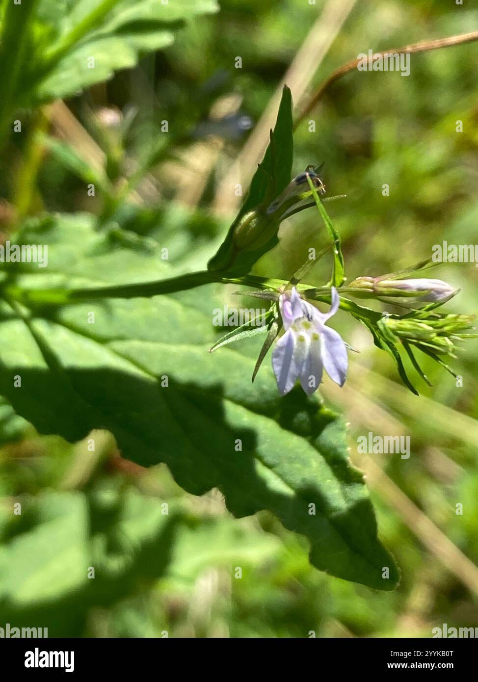 Indian tobacco (Lobelia inflata Stock Photo - Alamy