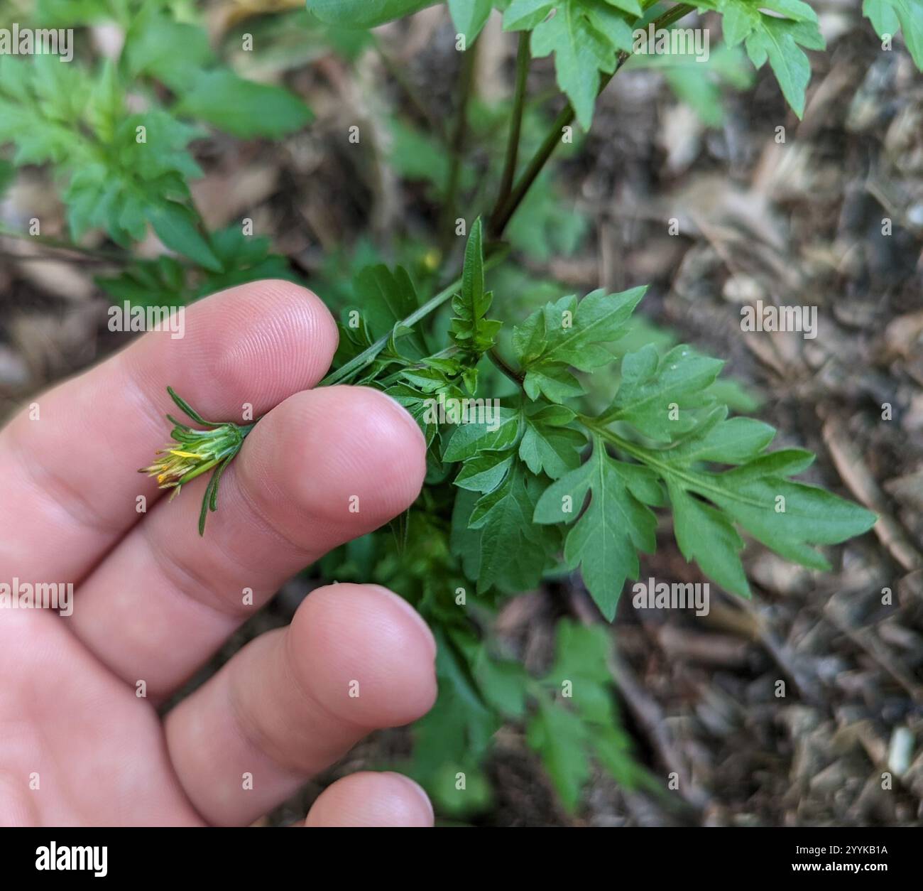 Spanish needles (Bidens bipinnata Stock Photo - Alamy