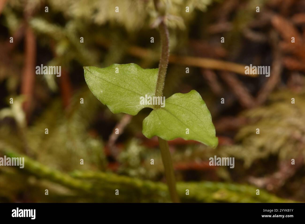 Heartleaf Twayblade (Neottia cordata Stock Photo - Alamy
