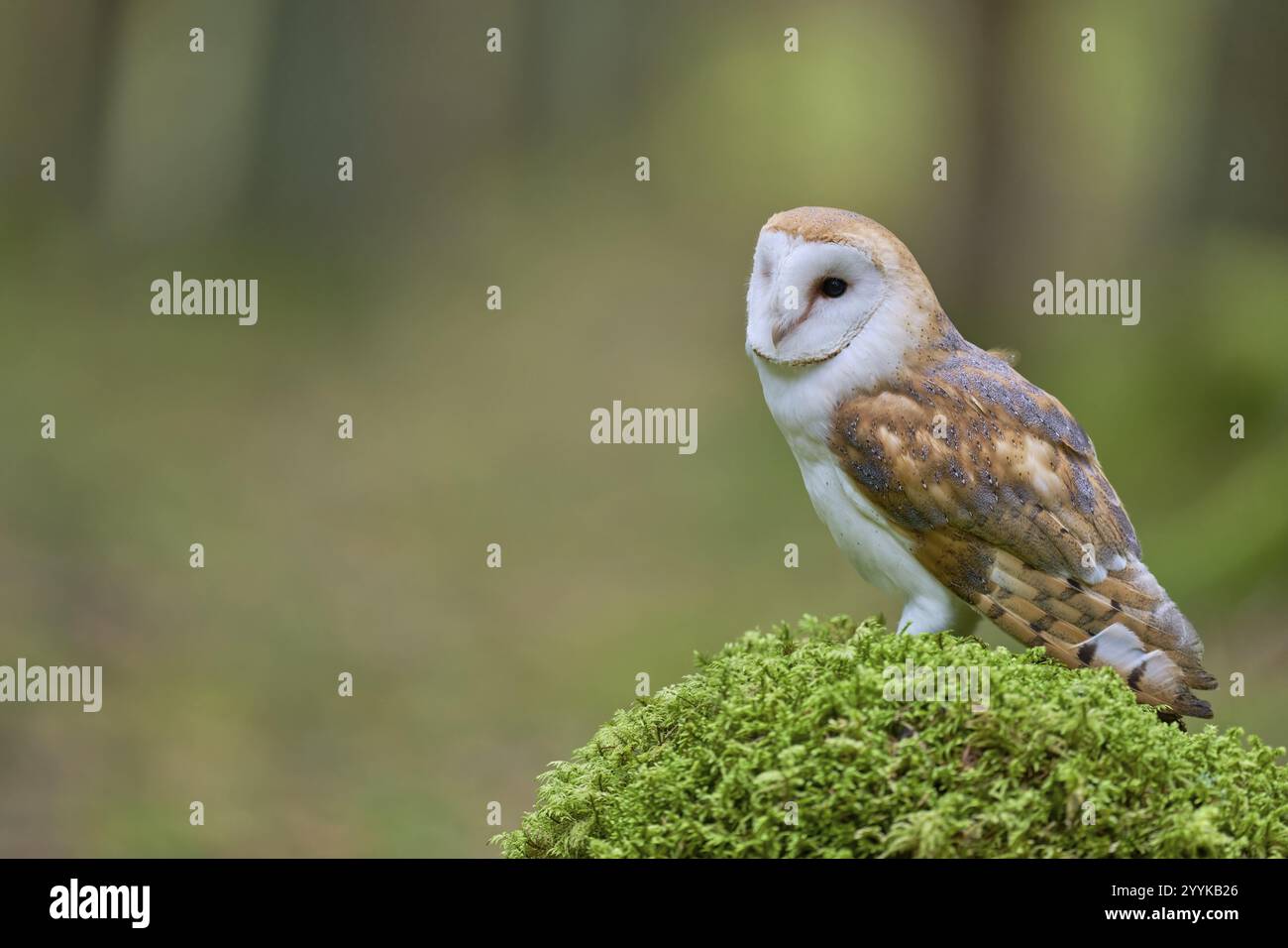 Barn owl (Tyto alba) Bavaria, Germany, Europe Stock Photo - Alamy