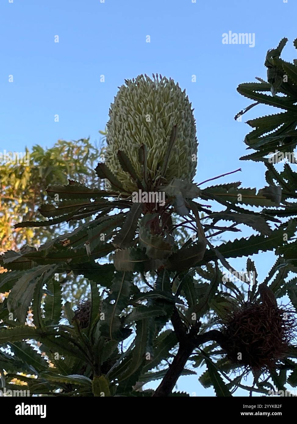 Wallum banksia (Banksia aemula Stock Photo - Alamy