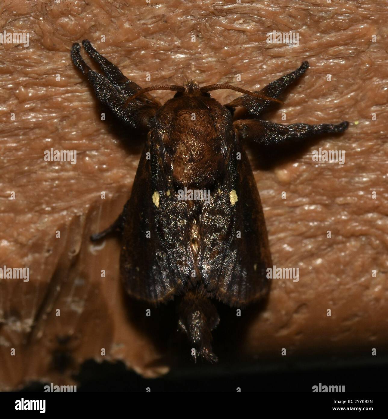 Saddleback Caterpillar Moth (Acharia stimulea Stock Photo - Alamy