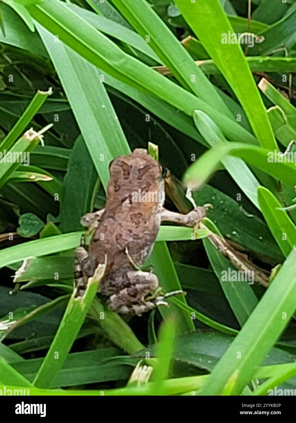 Southern Toad (Anaxyrus terrestris Stock Photo - Alamy