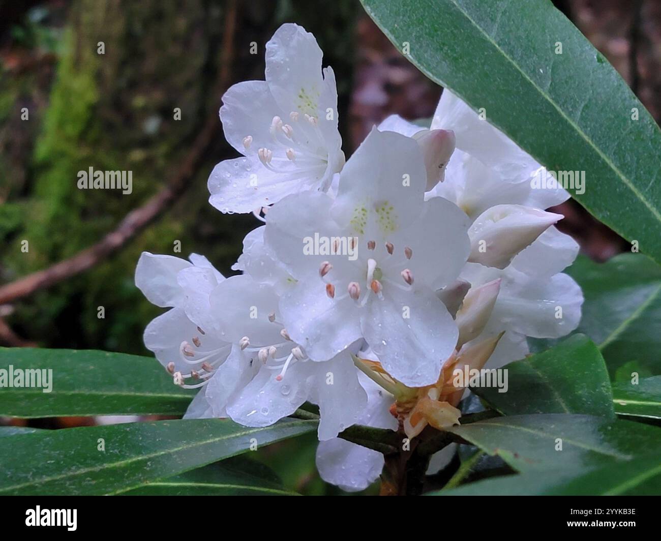 great rhododendron (Rhododendron maximum Stock Photo - Alamy