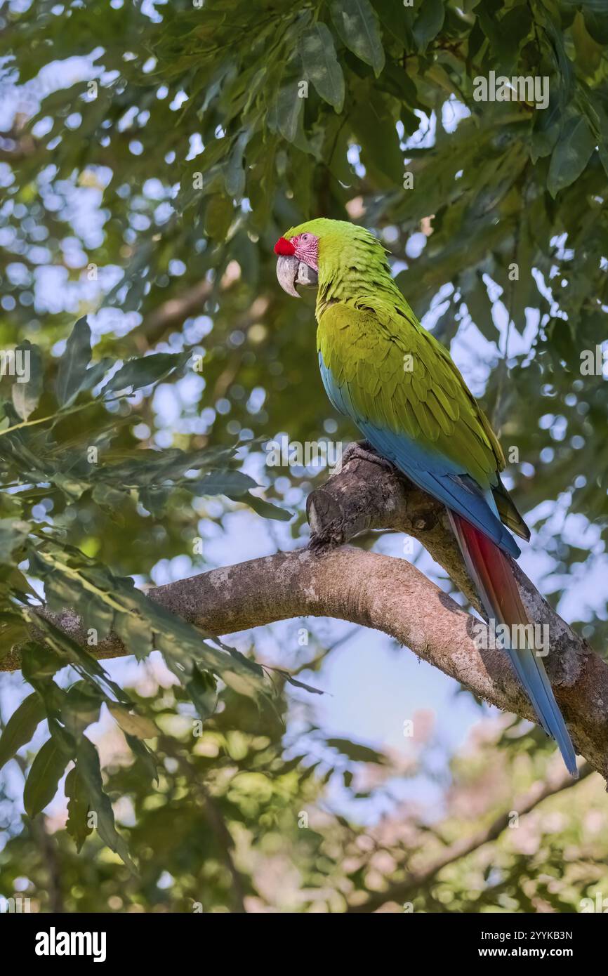 Great green macaw (Ara ambiguus) Costa Rica Stock Photo - Alamy