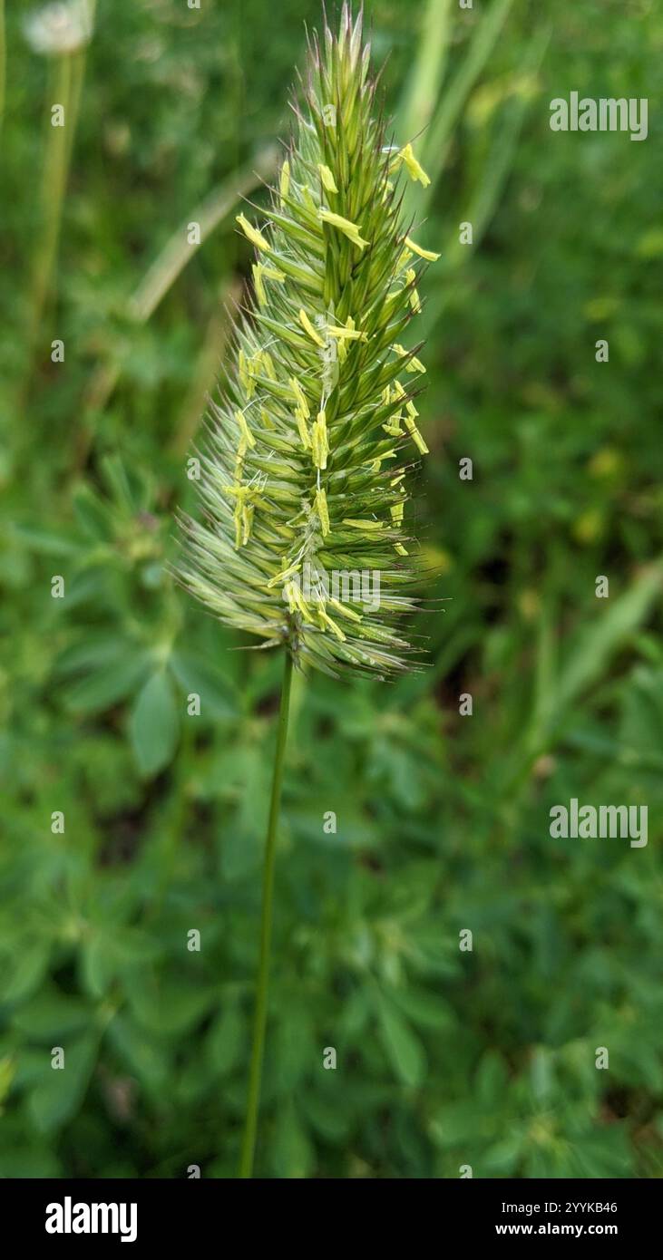 Crested wheatgrass hi-res stock photography and images - Alamy