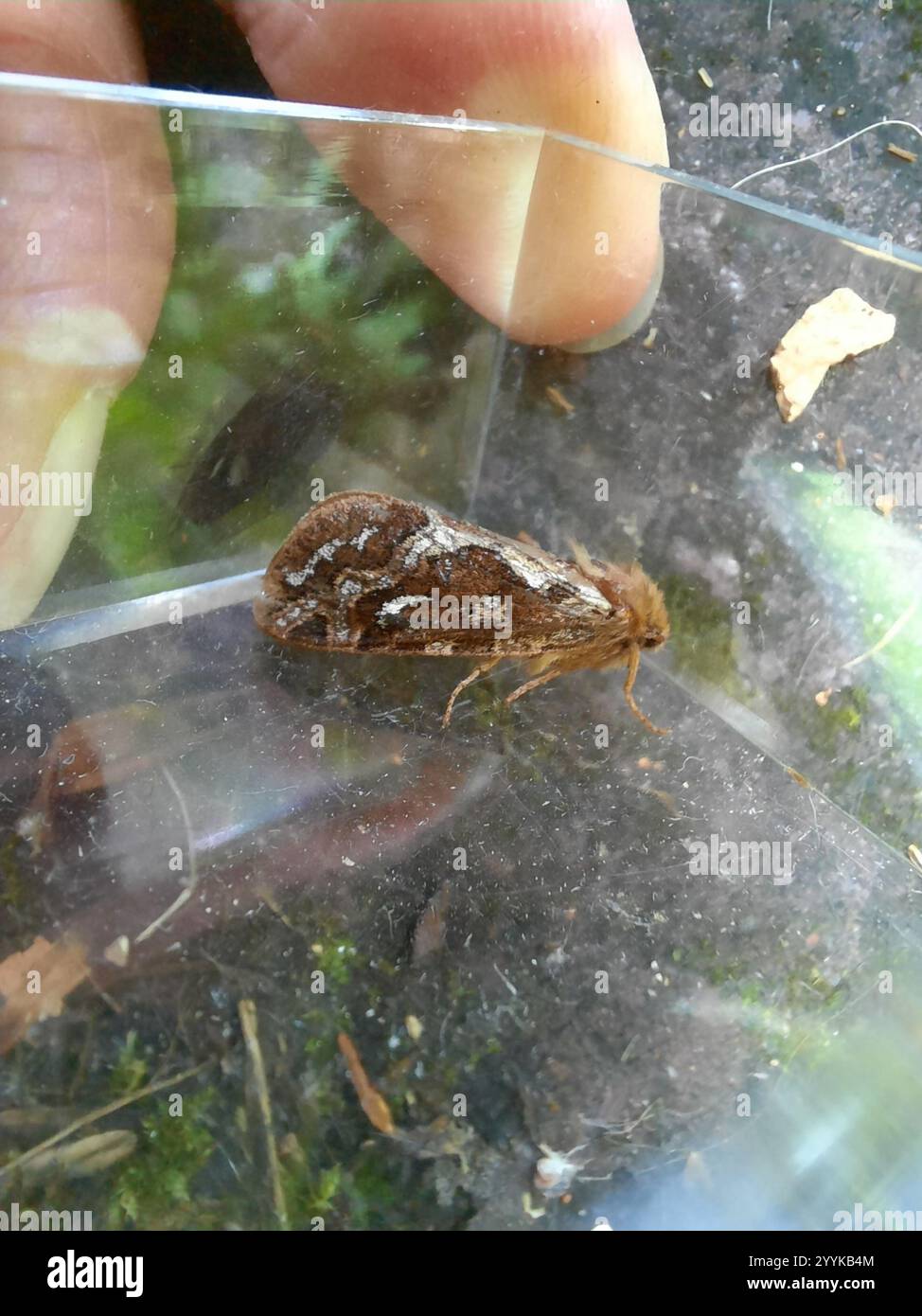 Map-winged Swift (Korscheltellus fusconebulosa Stock Photo - Alamy