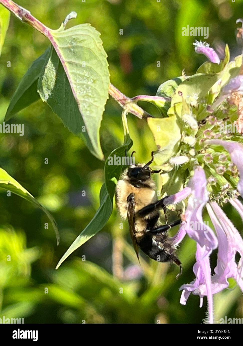 Common Eastern Bumble Bee (Bombus impatiens Stock Photo - Alamy
